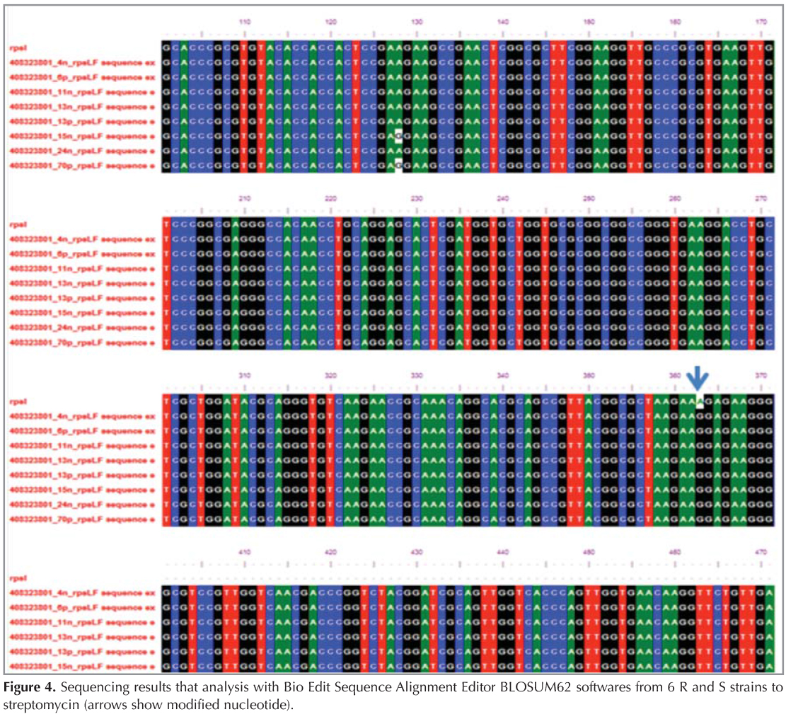 Primers in bioedit - lasemwe